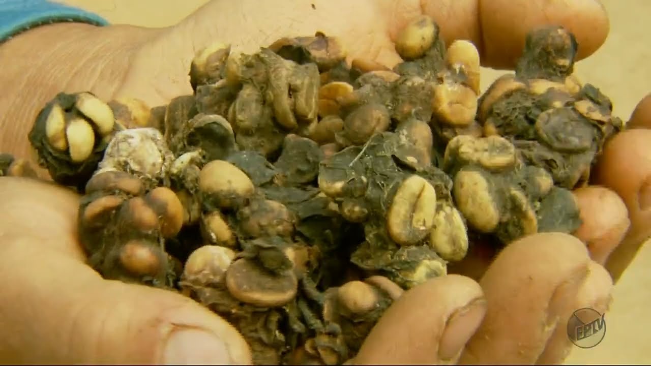 Café Jacu, o café mais caro do Brasil! Saiba mais | Focalizando